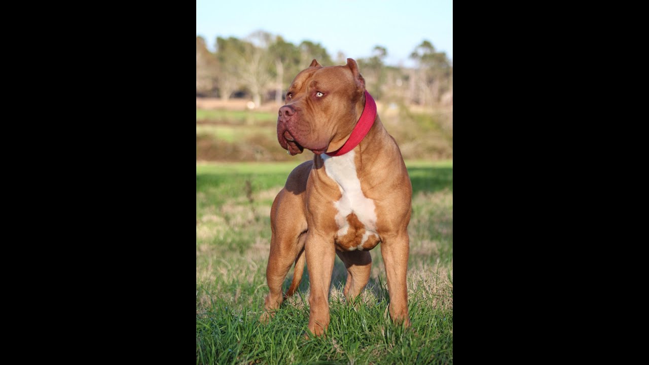 XL American Bully pack! - YouTube