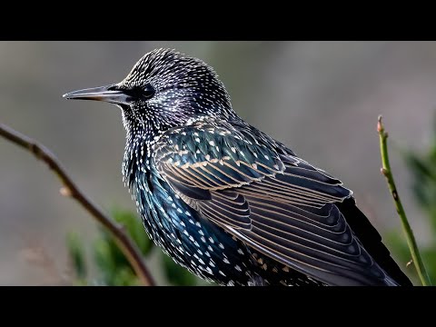 Starling Call | Starling sounds | Starling singing | Starling chirping