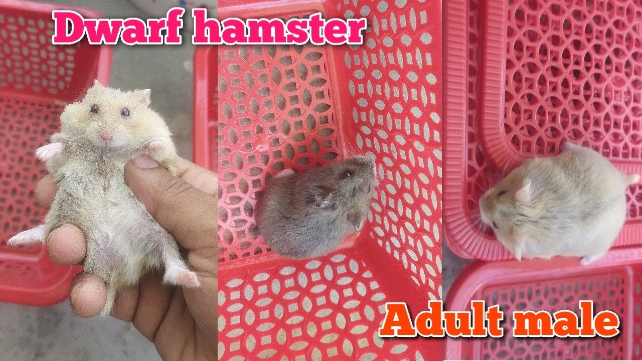 russian-dwarf-hamster-price-in-bangladesh