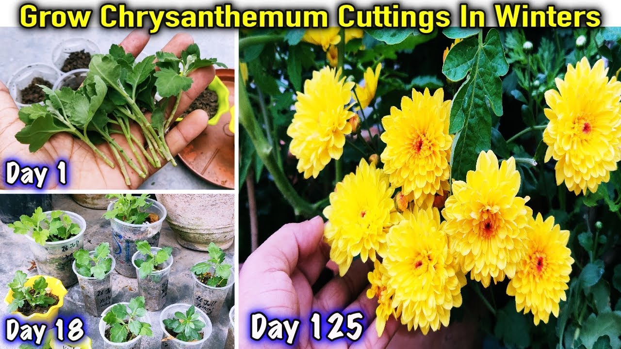 How to grow Chrysanthemum from cuttings || Propagation of Chrysanthemum ...