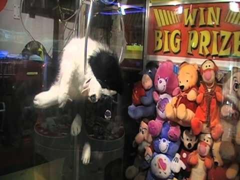 giant claw machine win dog - YouTube