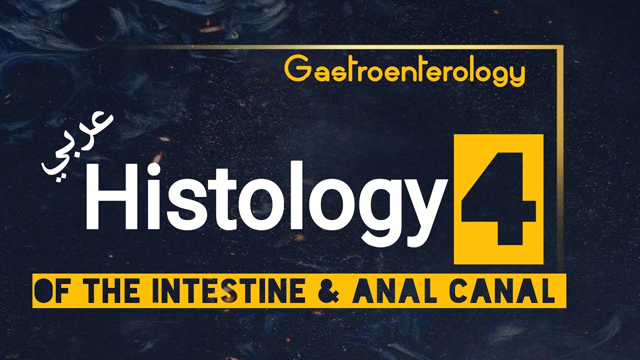 Histology of the GIT- intestine أنسجة الأمعاء - YouTube