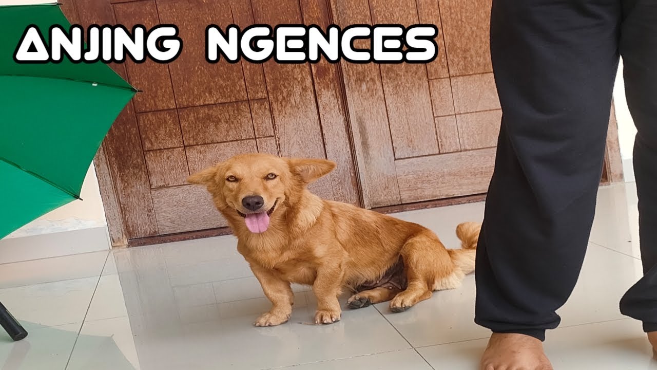 ANJING NGENCES - YouTube