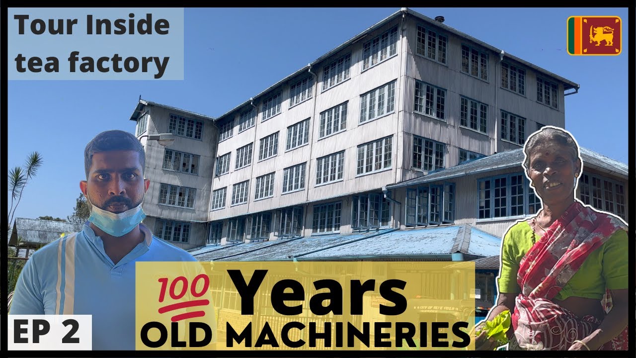 Tea Leaves to Tea Powder Complete Process | EP 2 - Bluefield tea ...