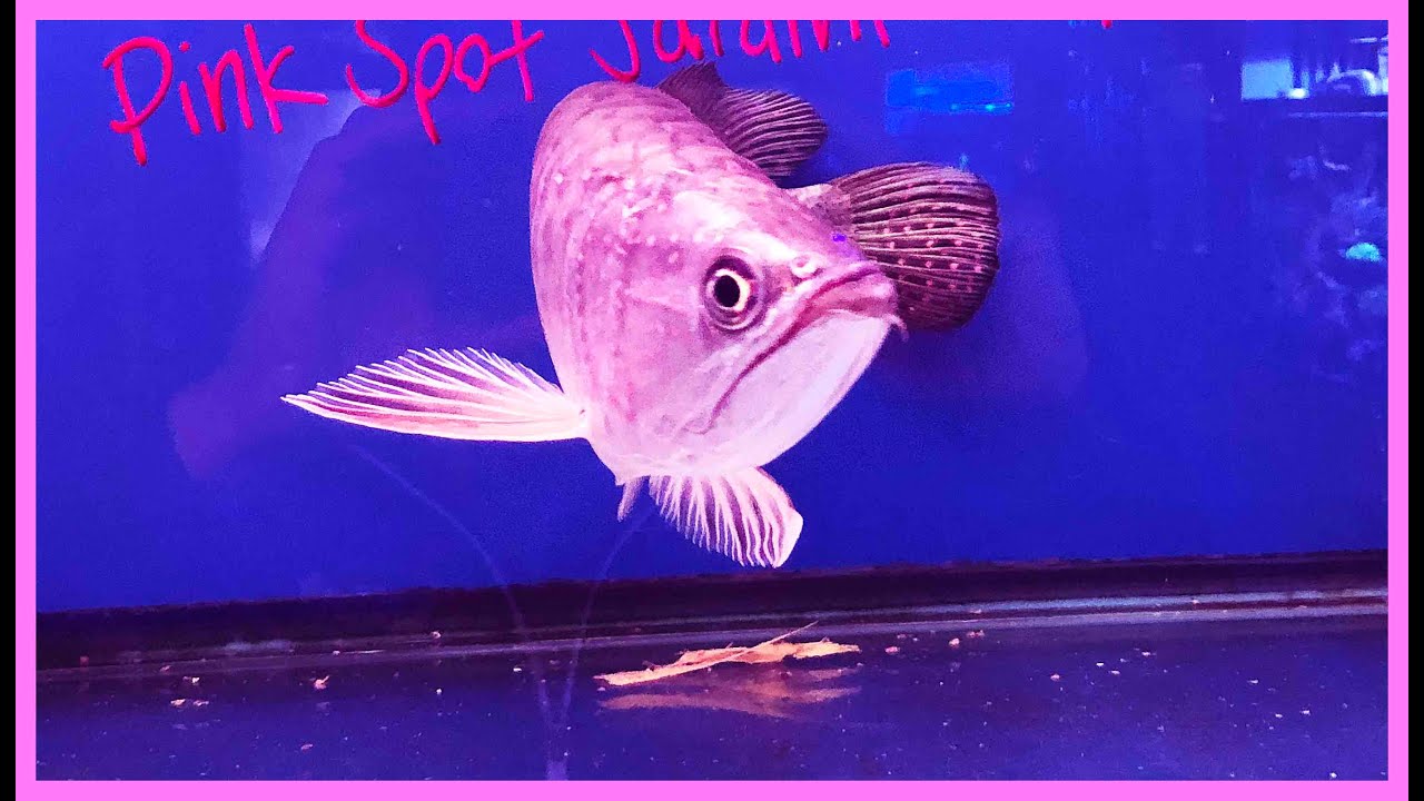 AMAZING: Pink Spot Jardini Arowana! - YouTube