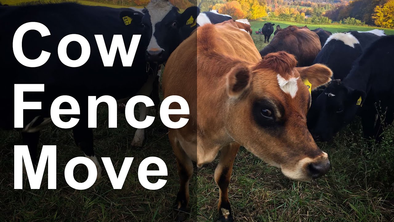 Moving Cows on Pasture (time lapse) - YouTube