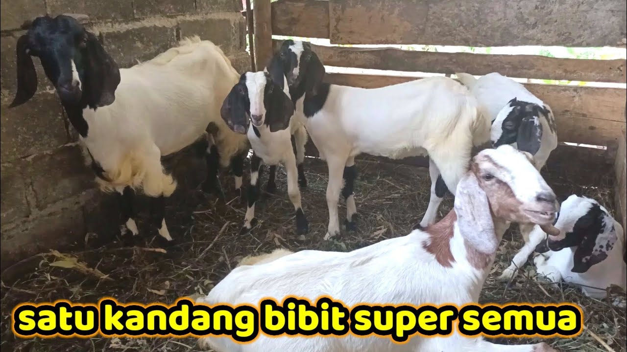 kambing super bulu mengkilat dan kuping panjang - YouTube
