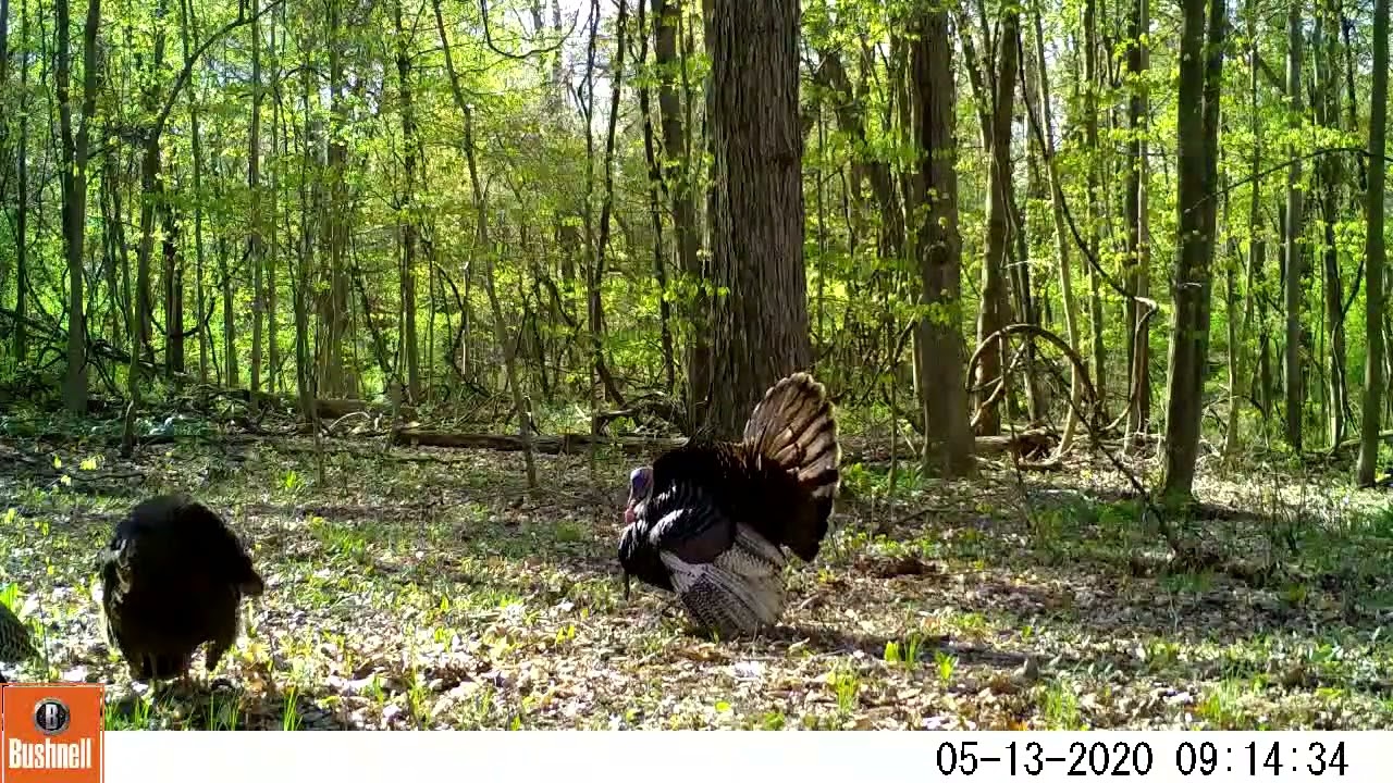 Eastern Wild Turkey Gobbler with White Wings | Rare Color Phase Turkey ...