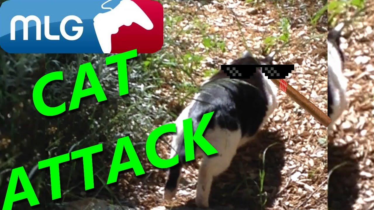 MLG CAT ATTACK - YouTube