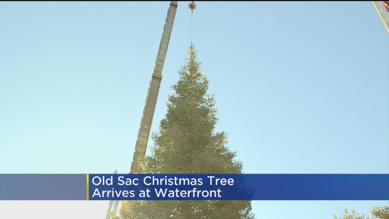 Old Sacramento Christmas Tree Lifted Into Place - YouTube