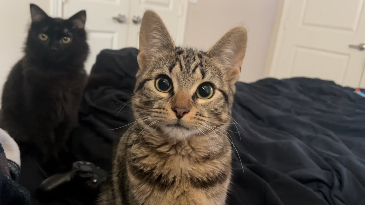 Super clingy cats being super clingy *ADORABLE* - YouTube