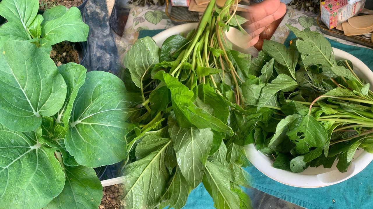 Reaping Callaloo|| Cutting out Bad Popchoy. #garden #harvesting # ...