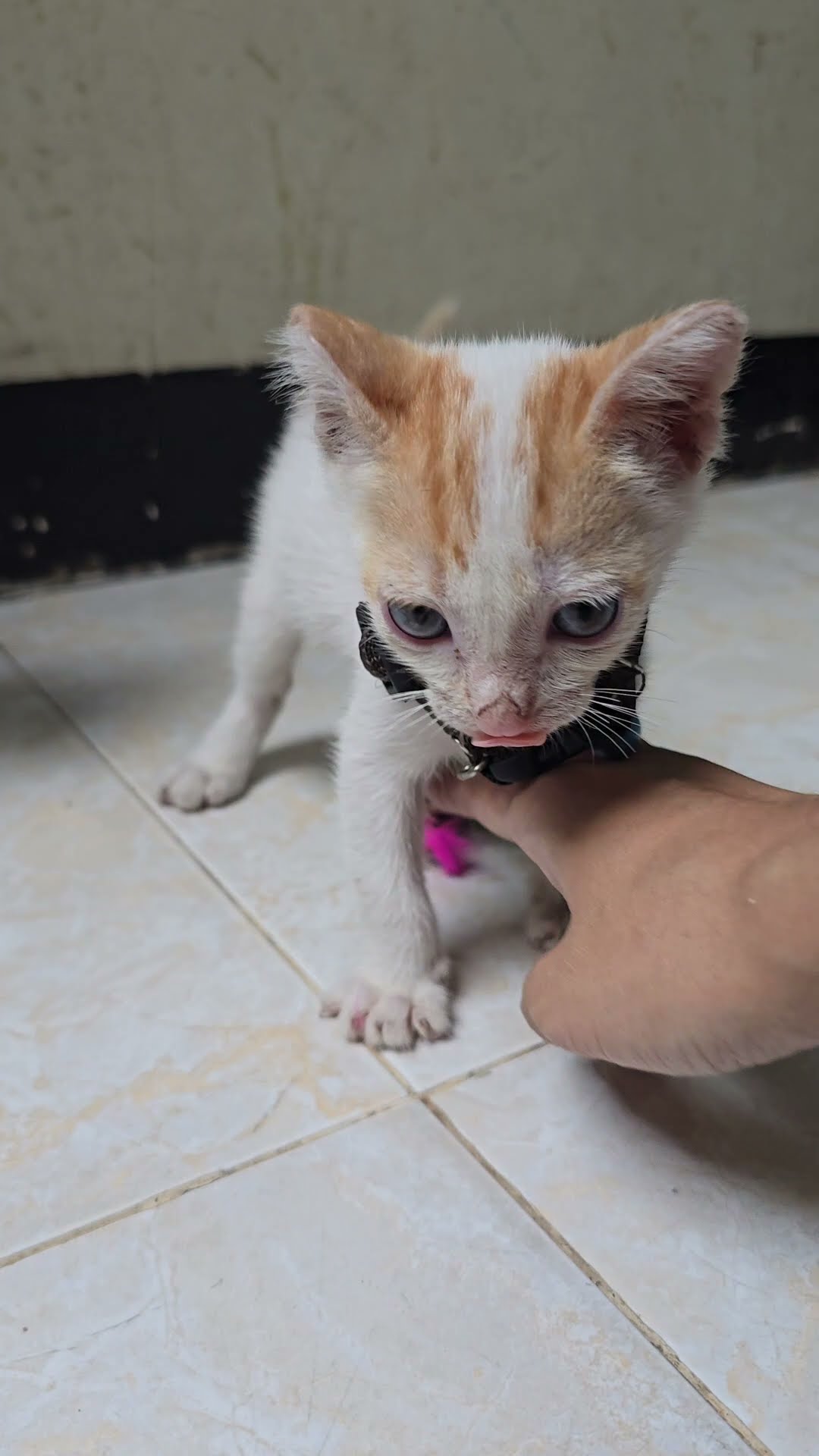Kucing kucing pada main bola rangkai tikus 😅😅 #cat #catlover #catfunny ...