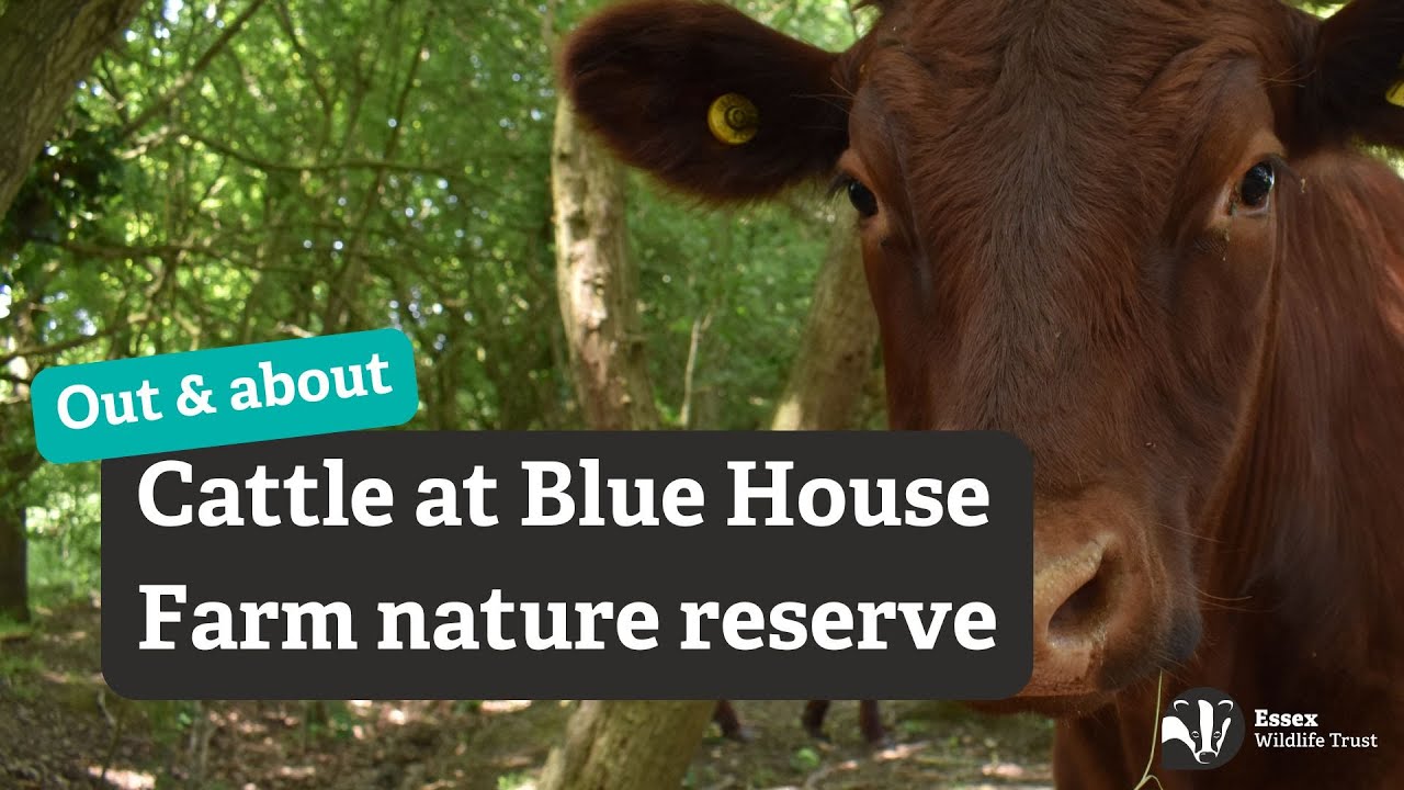 Cattle return to Blue House Farm - YouTube