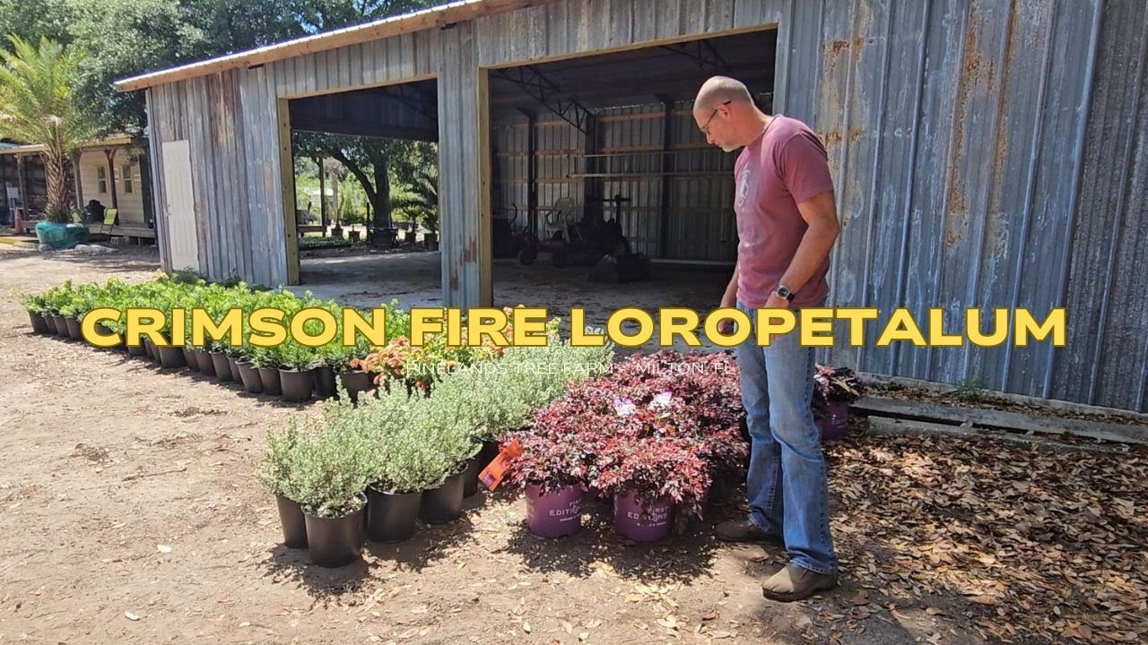 Crimson Fire Loropetalum #CrimsonFireLoropetalum - YouTube