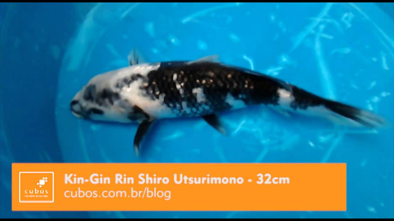 Kin Gin Rin Shiro Utsurimono, 32cm - YouTube