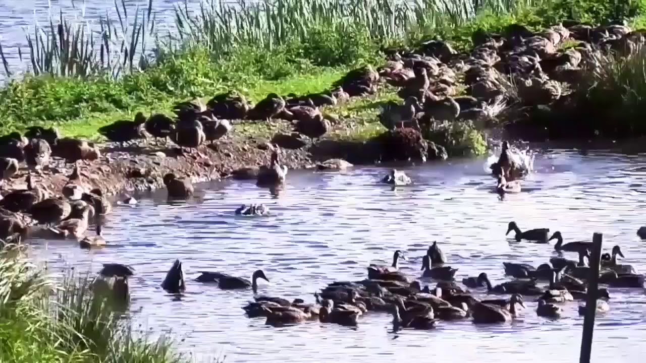Happy Mallards flapping their wings and quacking loudly - YouTube