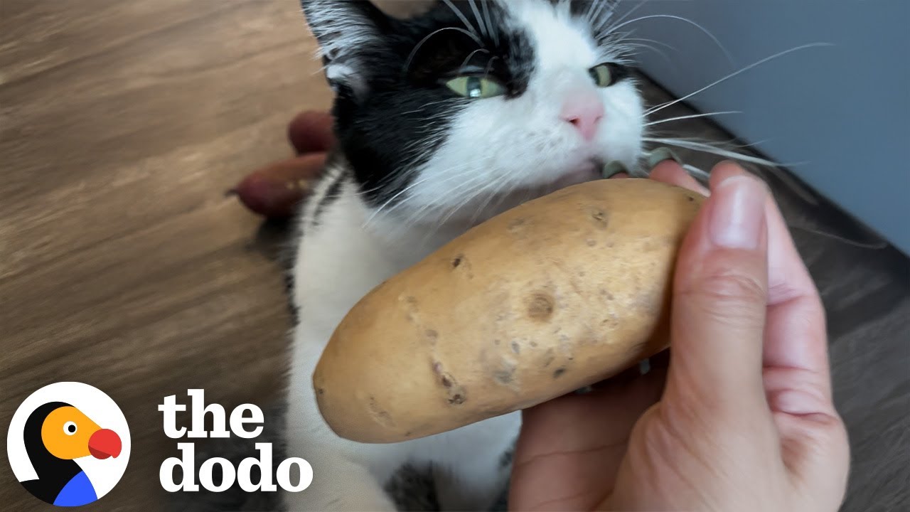Cat Treated Potatoes Like They Were His Children | The Dodo - YouTube
