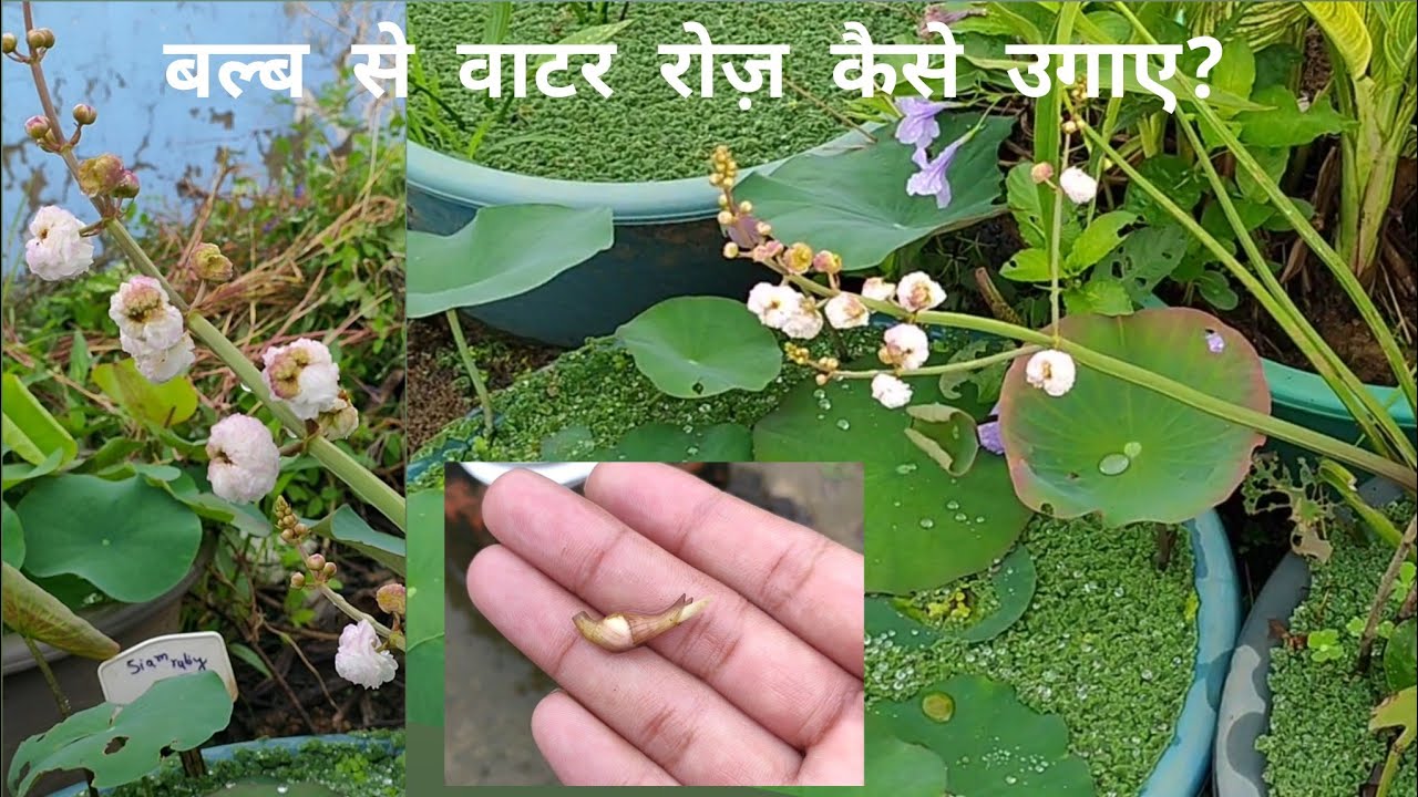 growing water rose from bulbs/water plant with flower/pani ka gulab ...