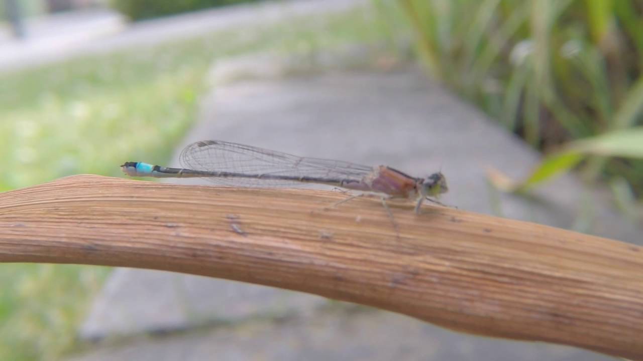 Polar Pro Macro Insects - YouTube