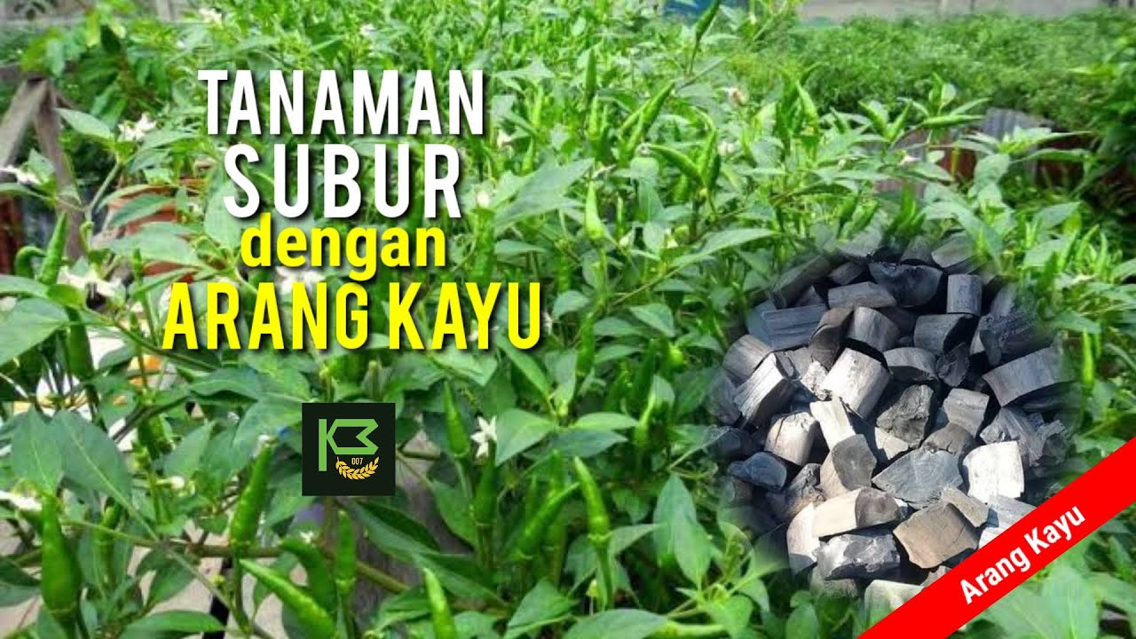 Cara Memanfaatkan Arang Kayu untuk Menyuburkan Tanaman - YouTube
