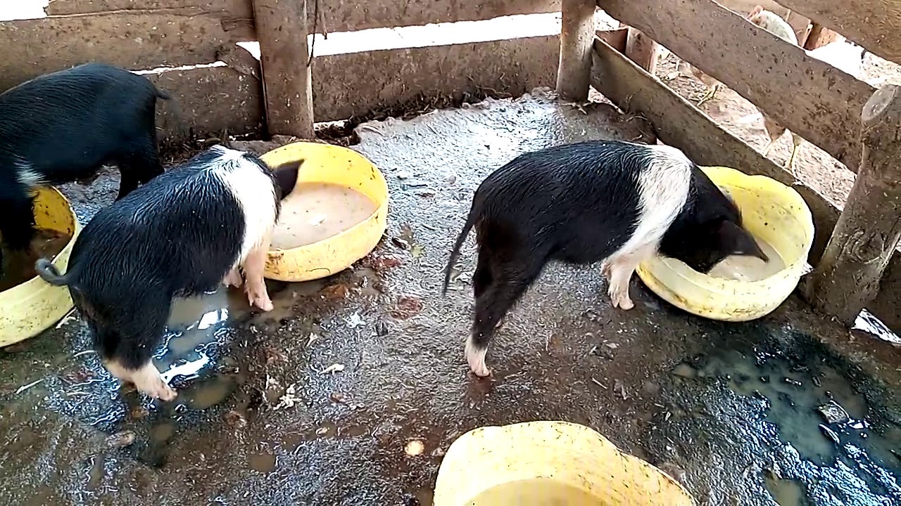 How to start small in pig farming - YouTube