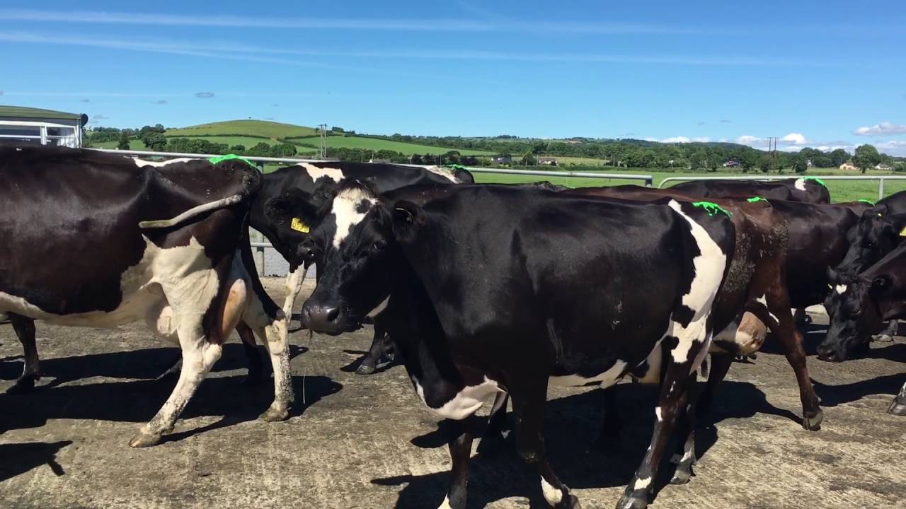 Greenfield Farm July update - YouTube