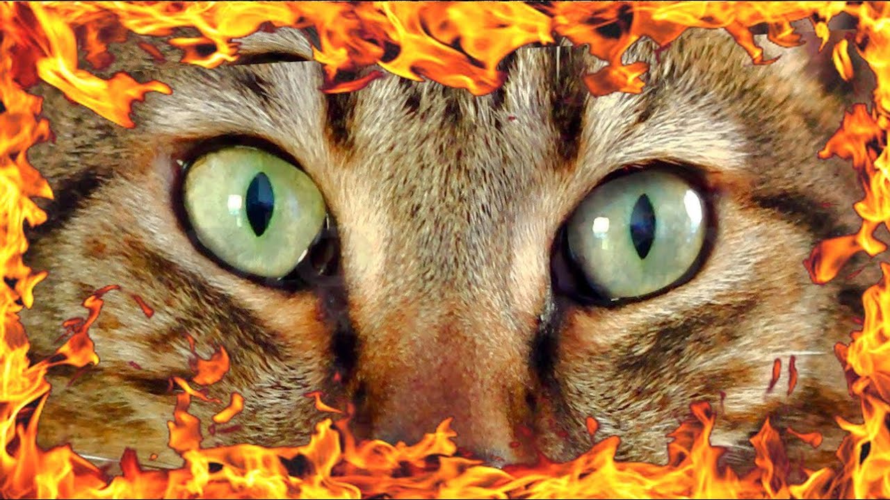 Apocalypse Cat - YouTube