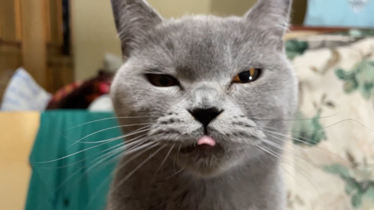 Unusual Cat Reaction to the Camera - YouTube