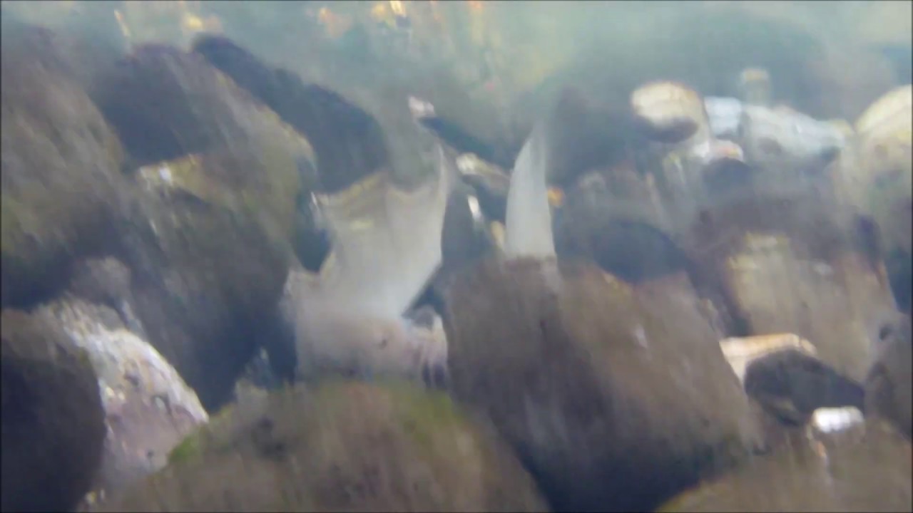Pacific Lamprey Spawning in Redwood Creek - YouTube