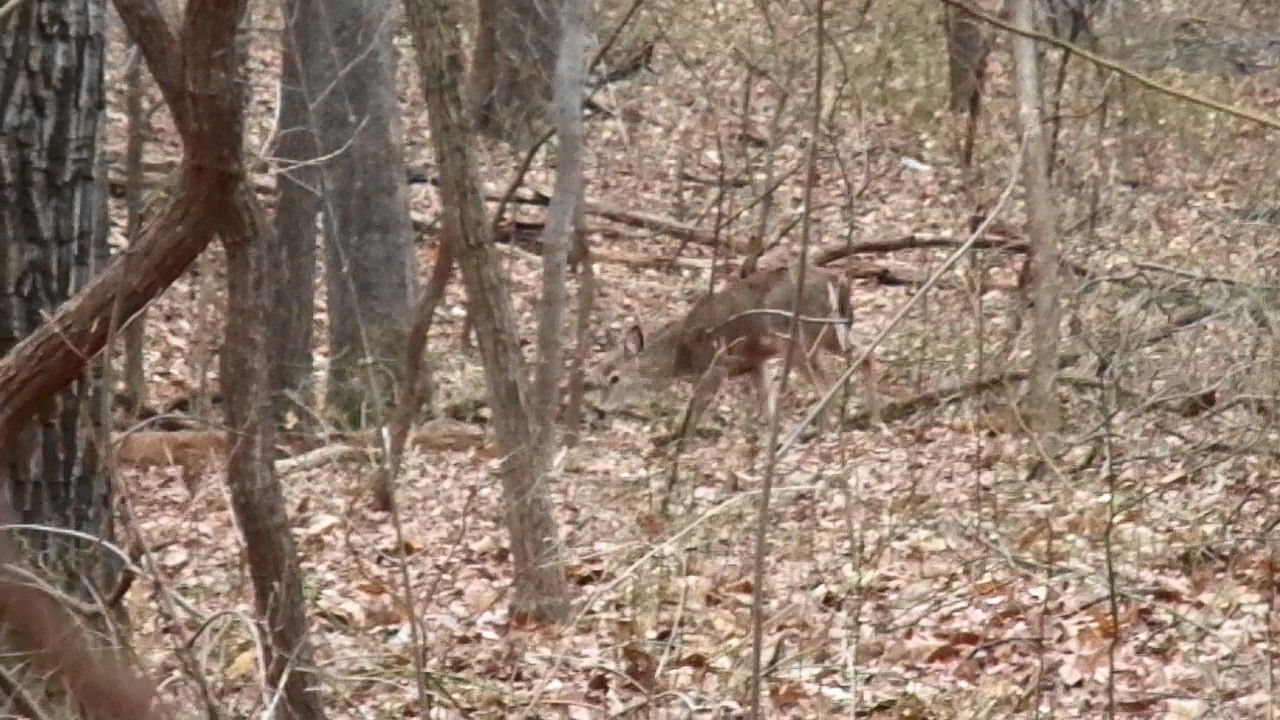 Following deer and shed hunting at Iroquois Park, February 14, 2017 ...