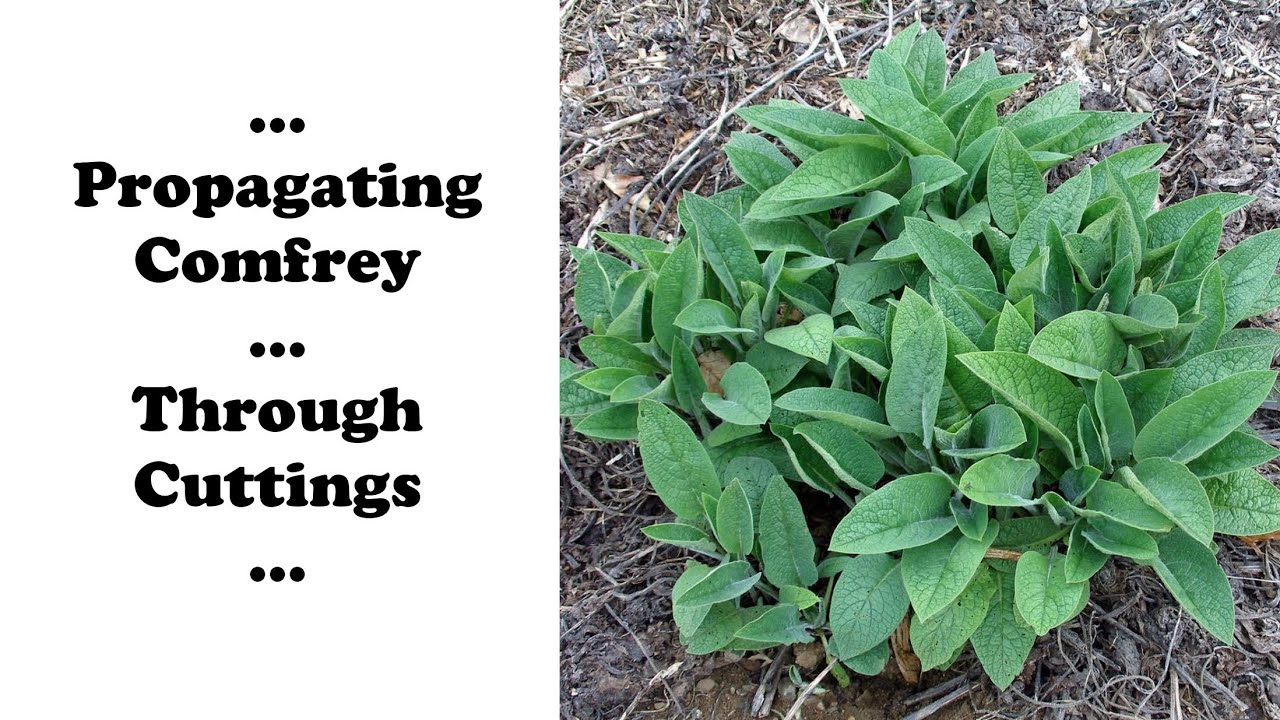 Comfrey Propagation - YouTube
