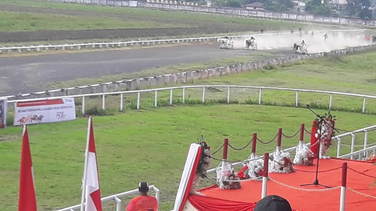 Pacuan roda sapi.. perebutan jarak 200 meter buayavalentine - YouTube