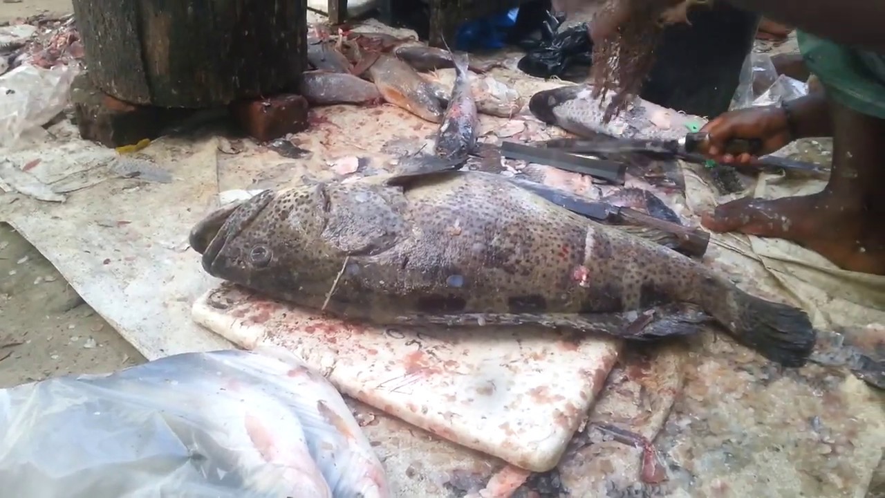 Amazing Live Fish Cutting Skills in Fish Market Part 11 - YouTube