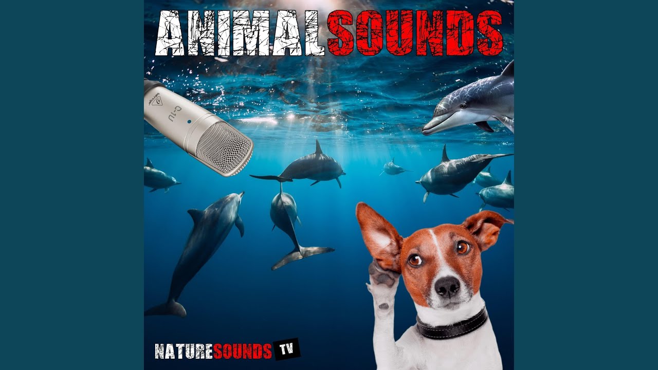 Dolphin Clicking And Chattering - YouTube