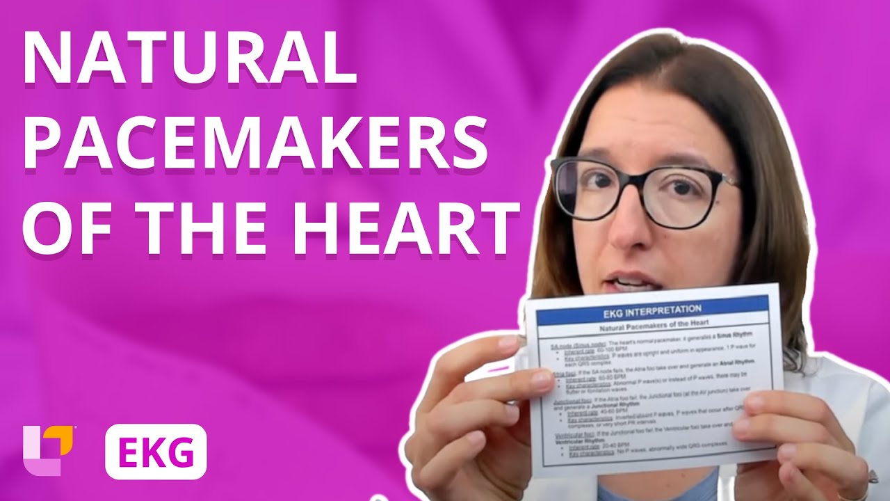 Natural Pacemakers of the Heart (Key Differentiating Factors) - EKG ...