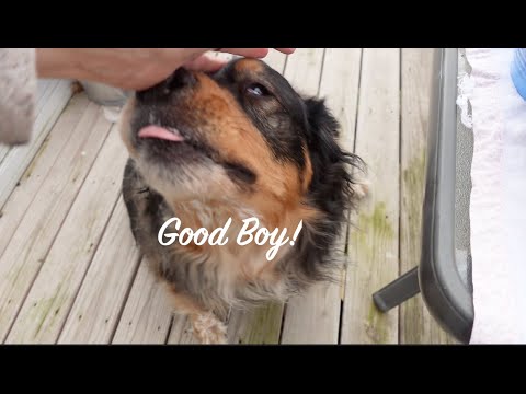 Good Boy! - YouTube