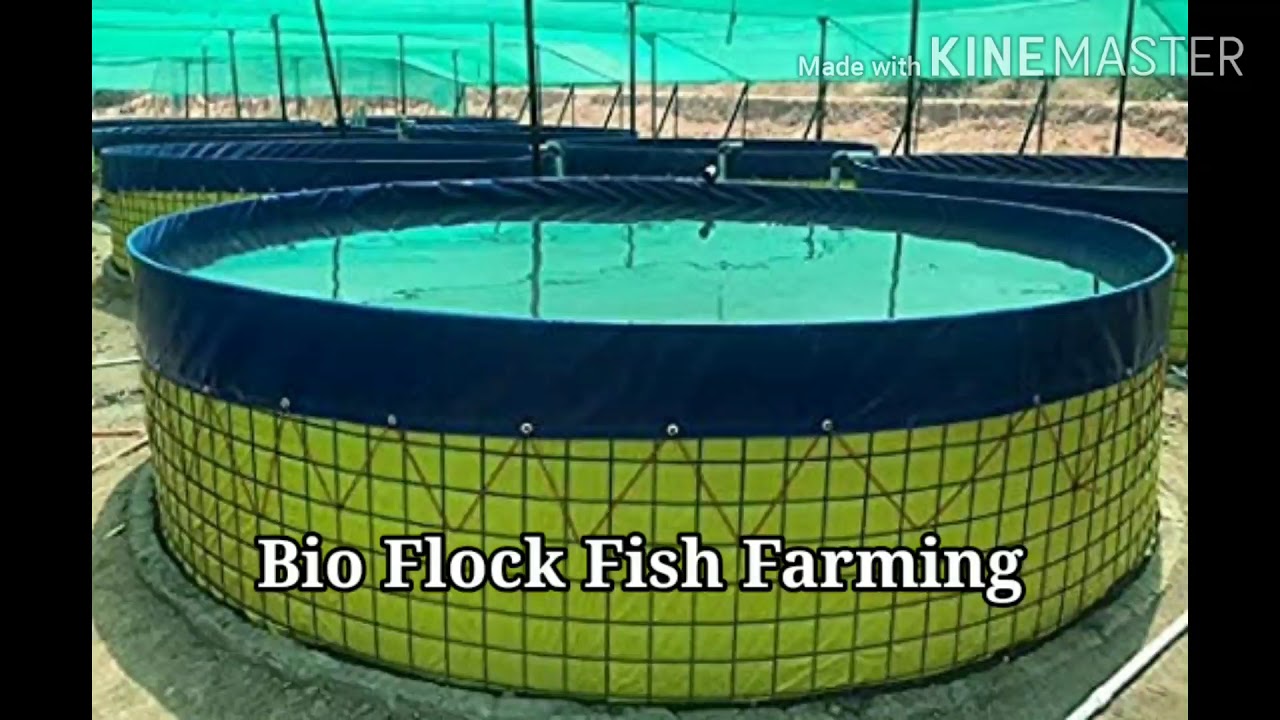 Bioflock Fish Farming - YouTube