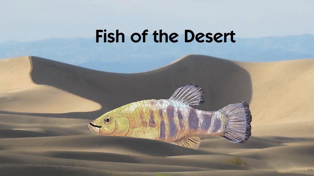 Death Valley - Fish of the Desert | Travel for Kids - YouTube