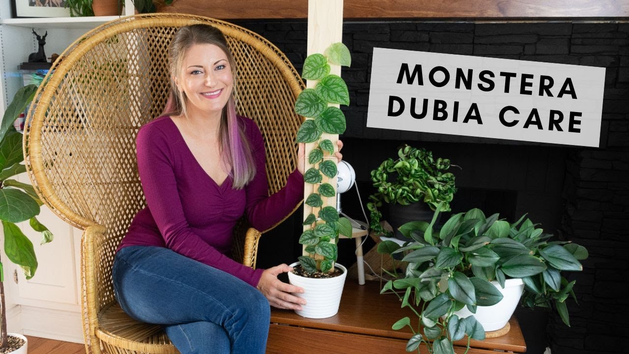 How to grow gorgeous large shingling monstera dubia plants! - YouTube