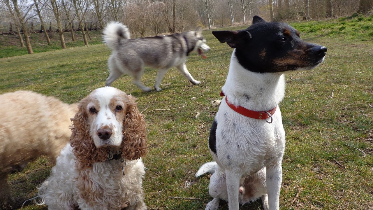 Real Life Warg Pack - YouTube