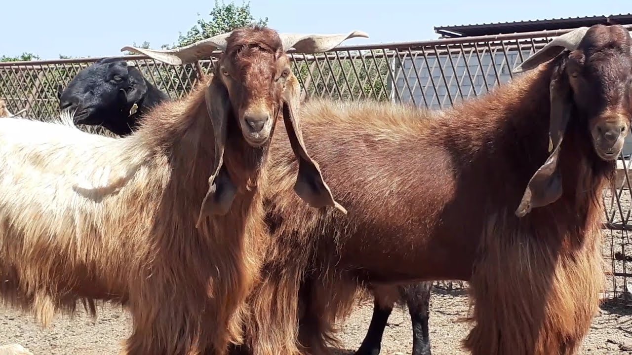 Goat farming //Turkish cow - YouTube
