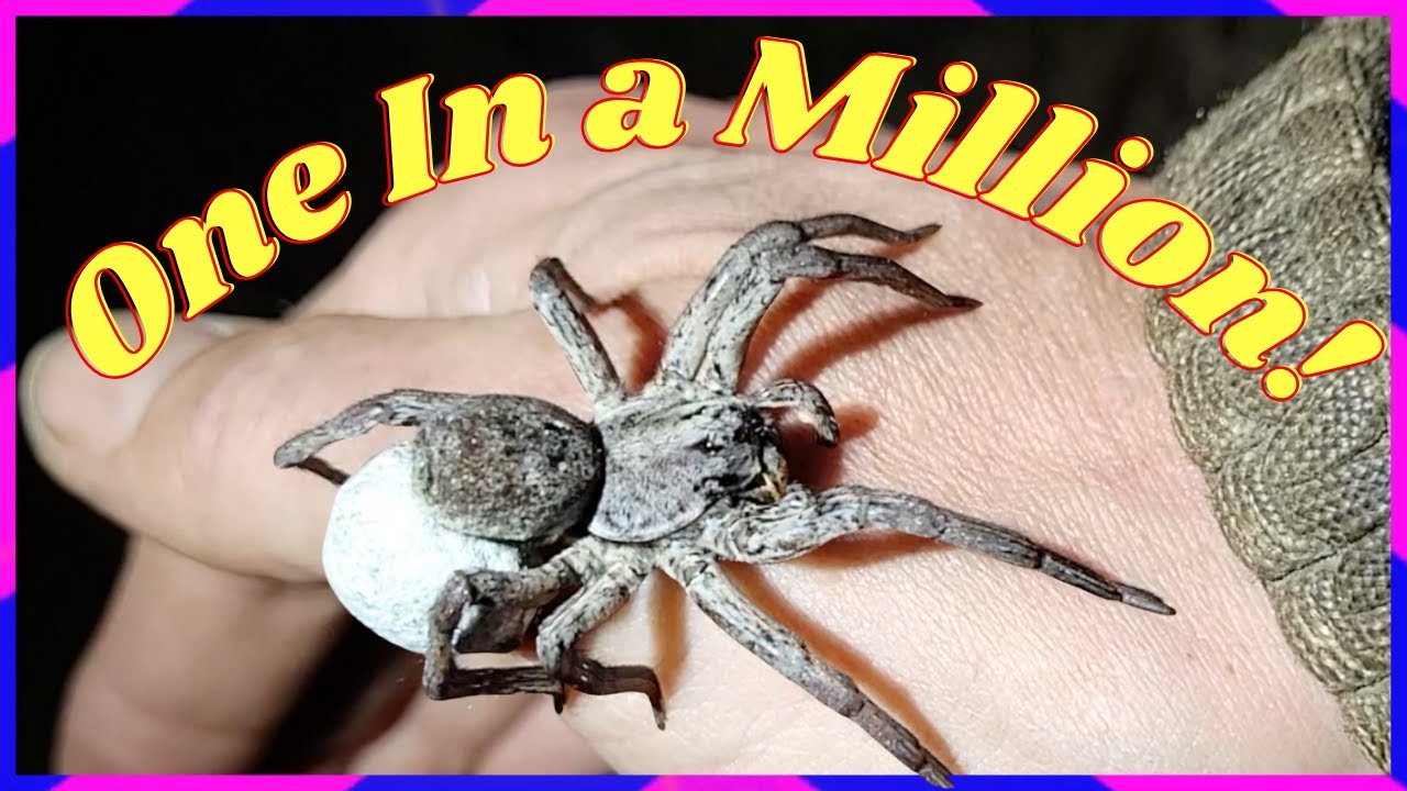 Spider Video Went Viral! - YouTube