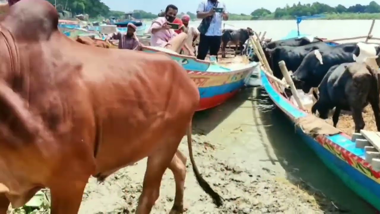 Cow Unloading Video from boat | Cow Videos | Cow Unloading Video #cow # ...