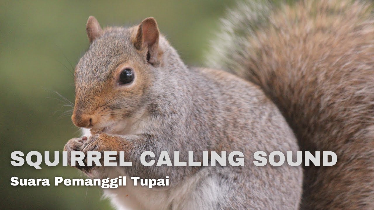 Squirrel Calling Sound - YouTube