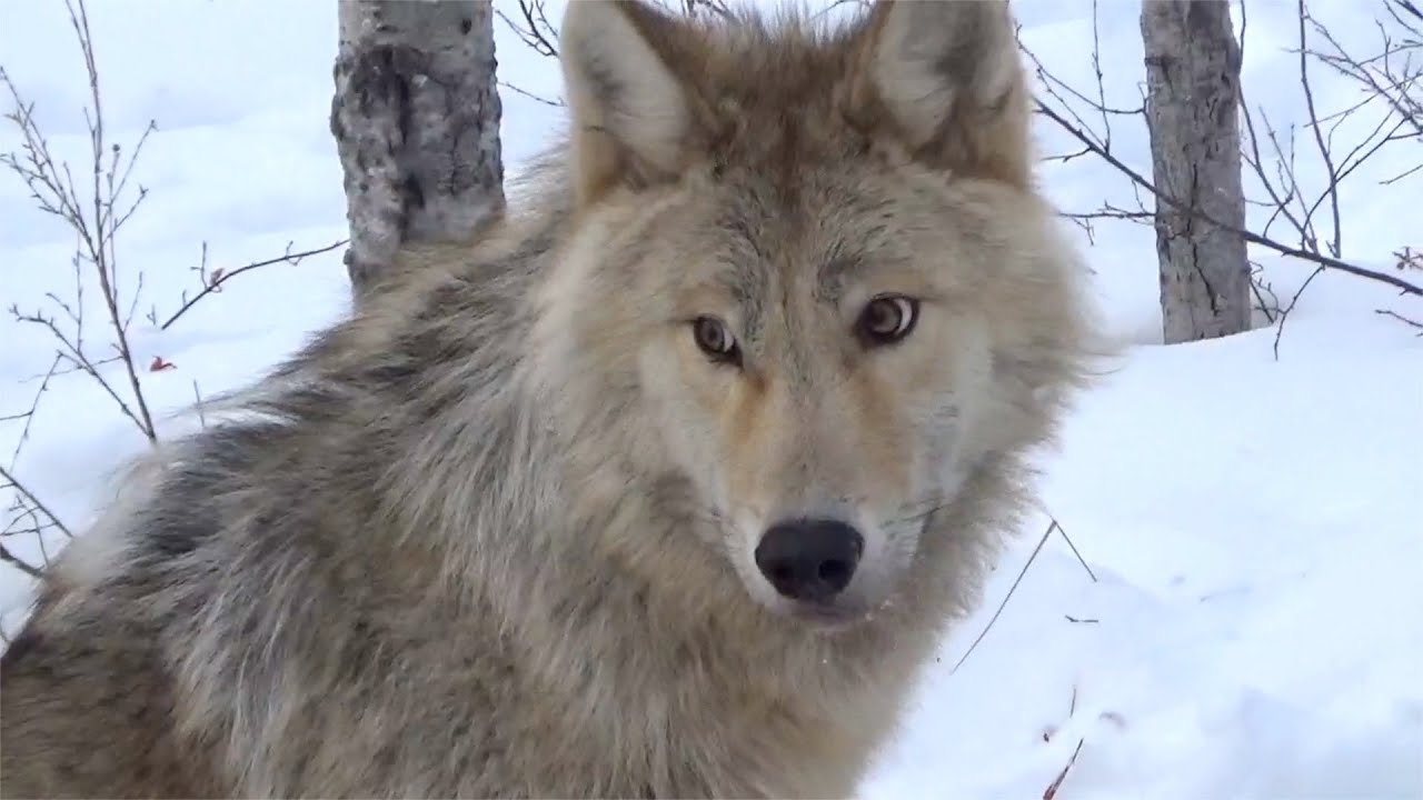 Trapping a Big Male Wolf! 2021 - YouTube