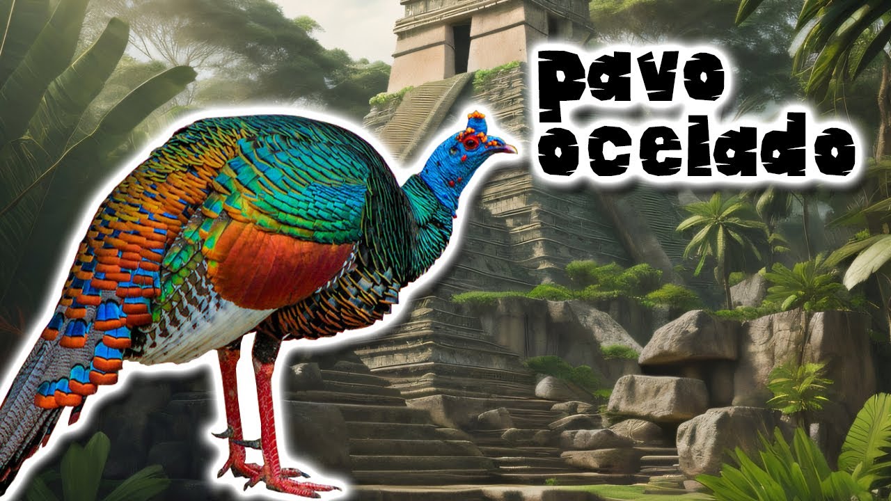 Pavo Ocelado: El Fascinante Ave Endémica de Yucatán – documental de ...