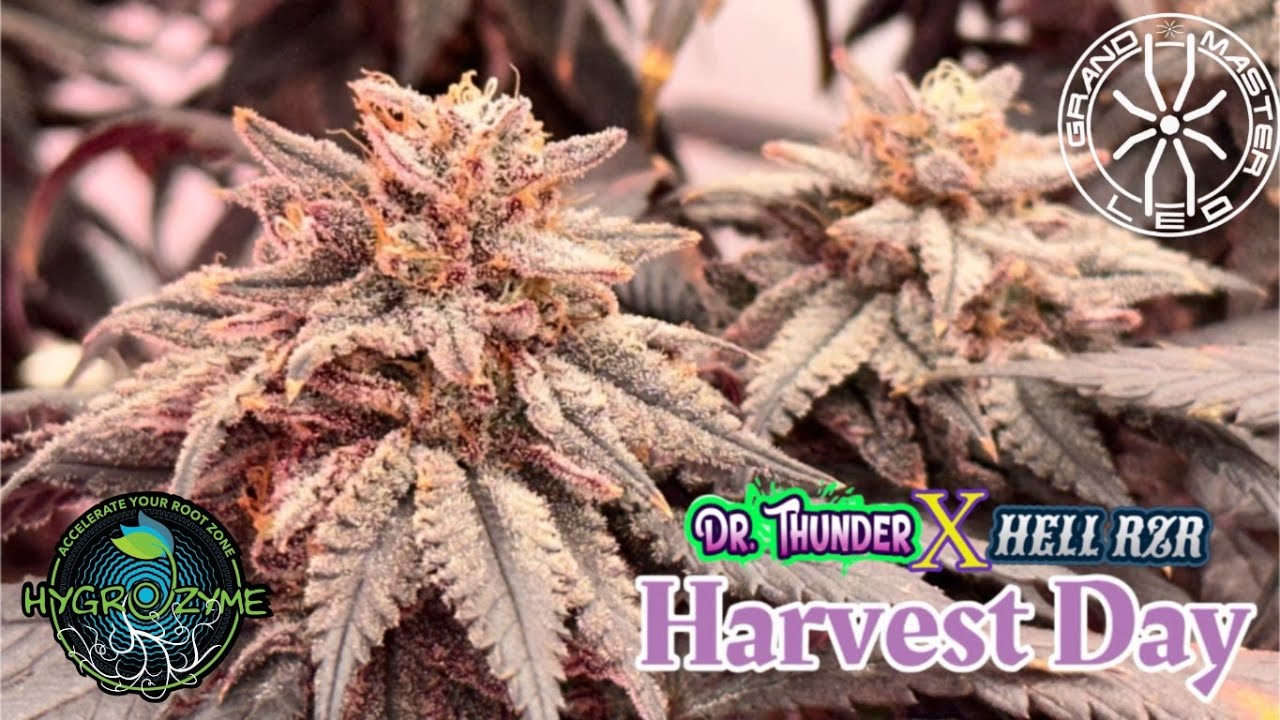 Hell Rzr x Dr.Thunder Harvest day under the @grandmasterlevel ...