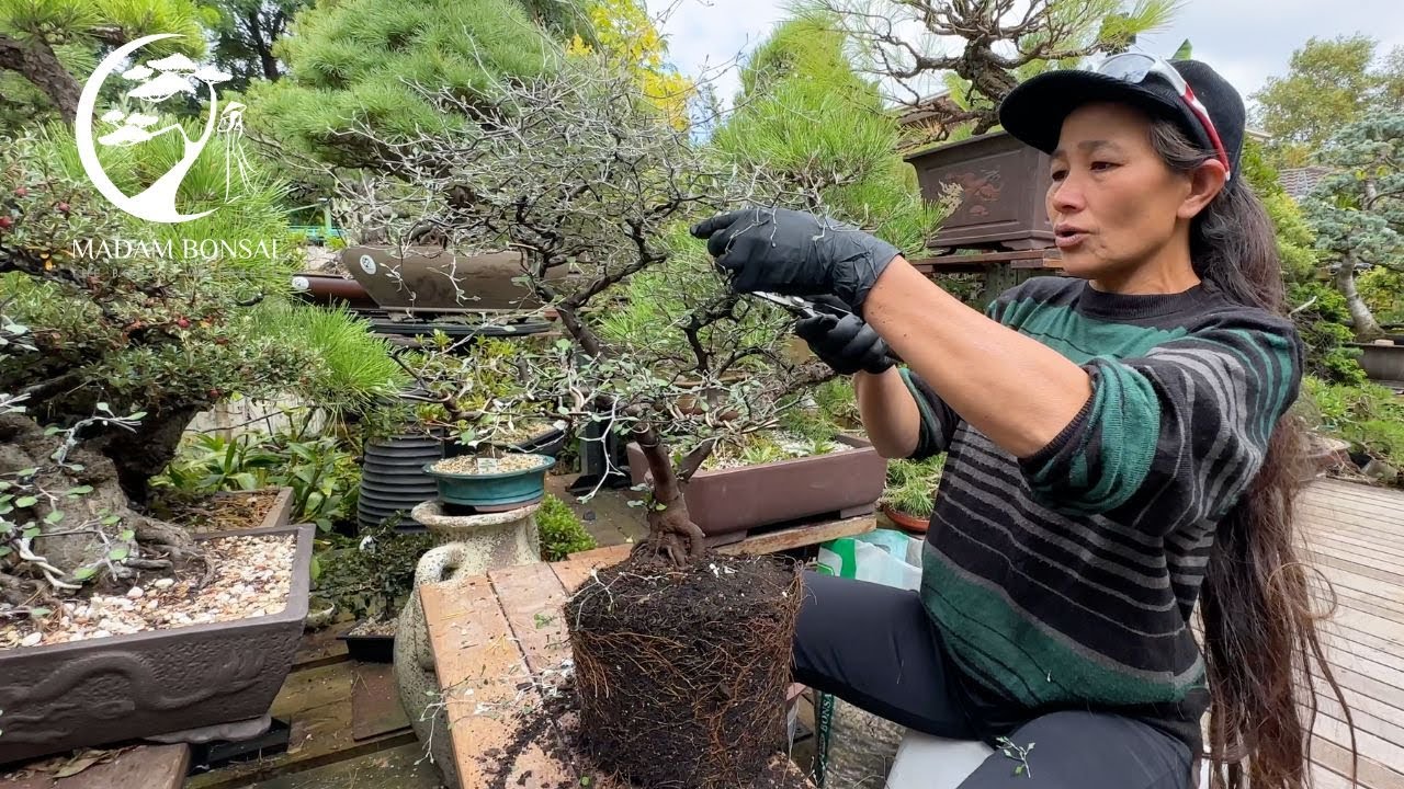Corokia Cotoneaster Bonsai - YouTube