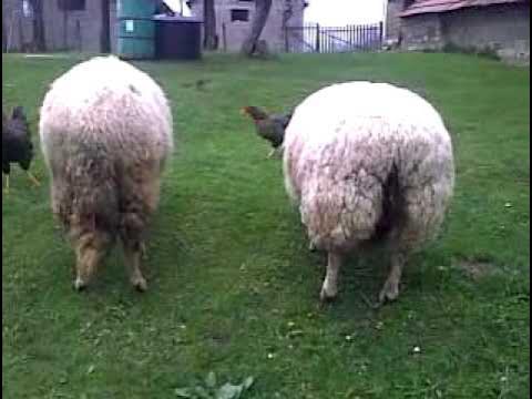 Teksel i sjenicka ovca.mp4 - YouTube